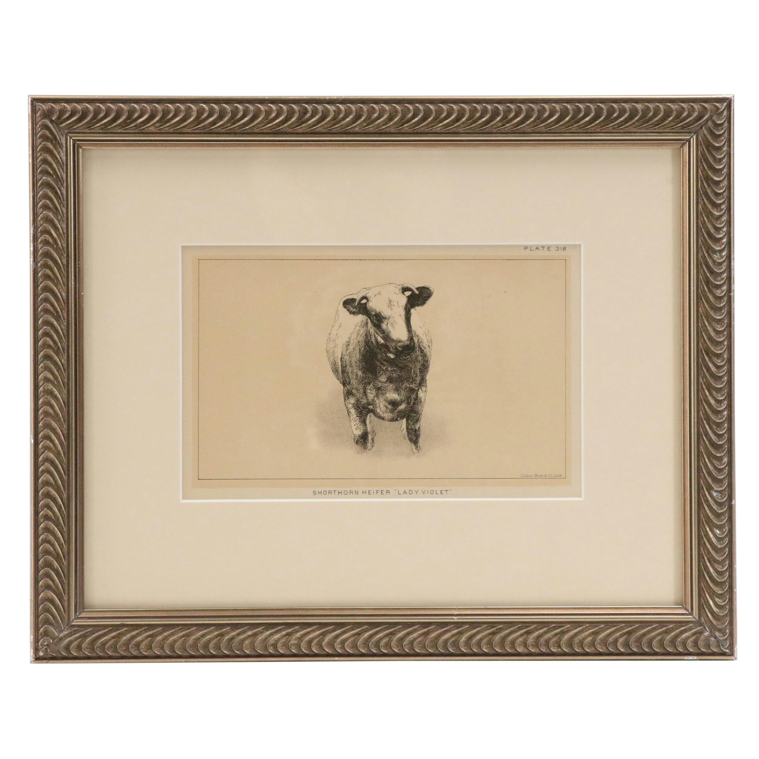 Julius Bien & Co. Lithograph "Shorthorn Heifer 'Lady Violet' ," Late ...