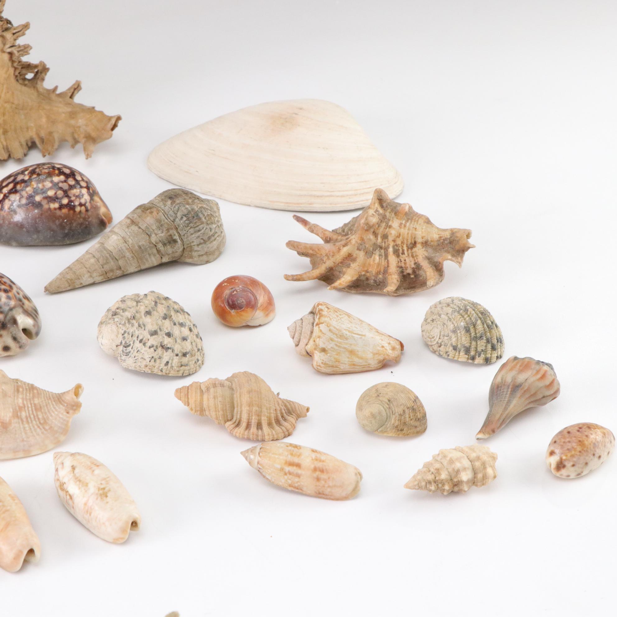 Anglerfish Jaw with Mother-of-Pearl Shell, King Helmet Conch and More Seashells | EBTH