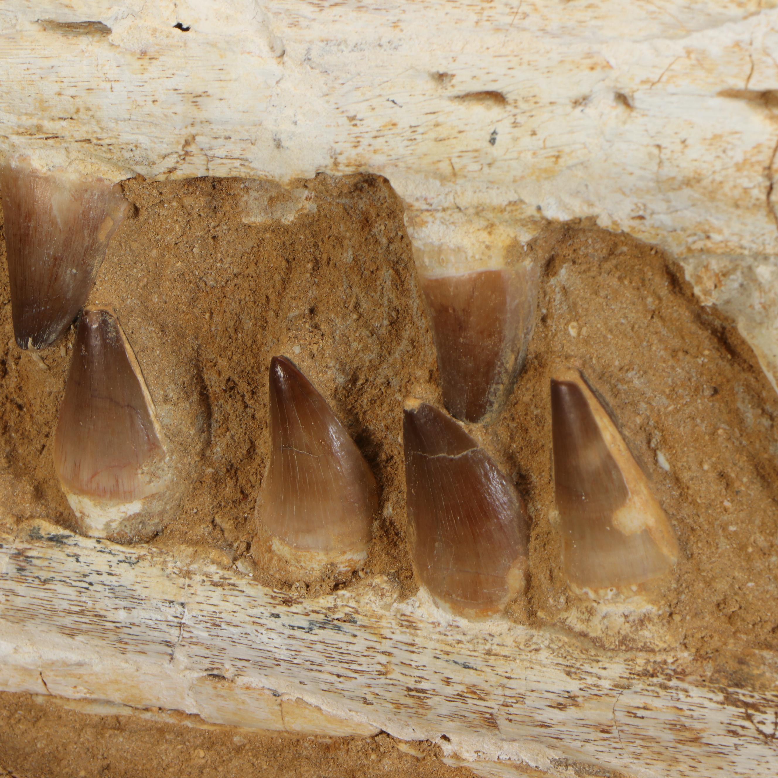 Composite and Assembled Fossil Mosasaurus Skull | EBTH