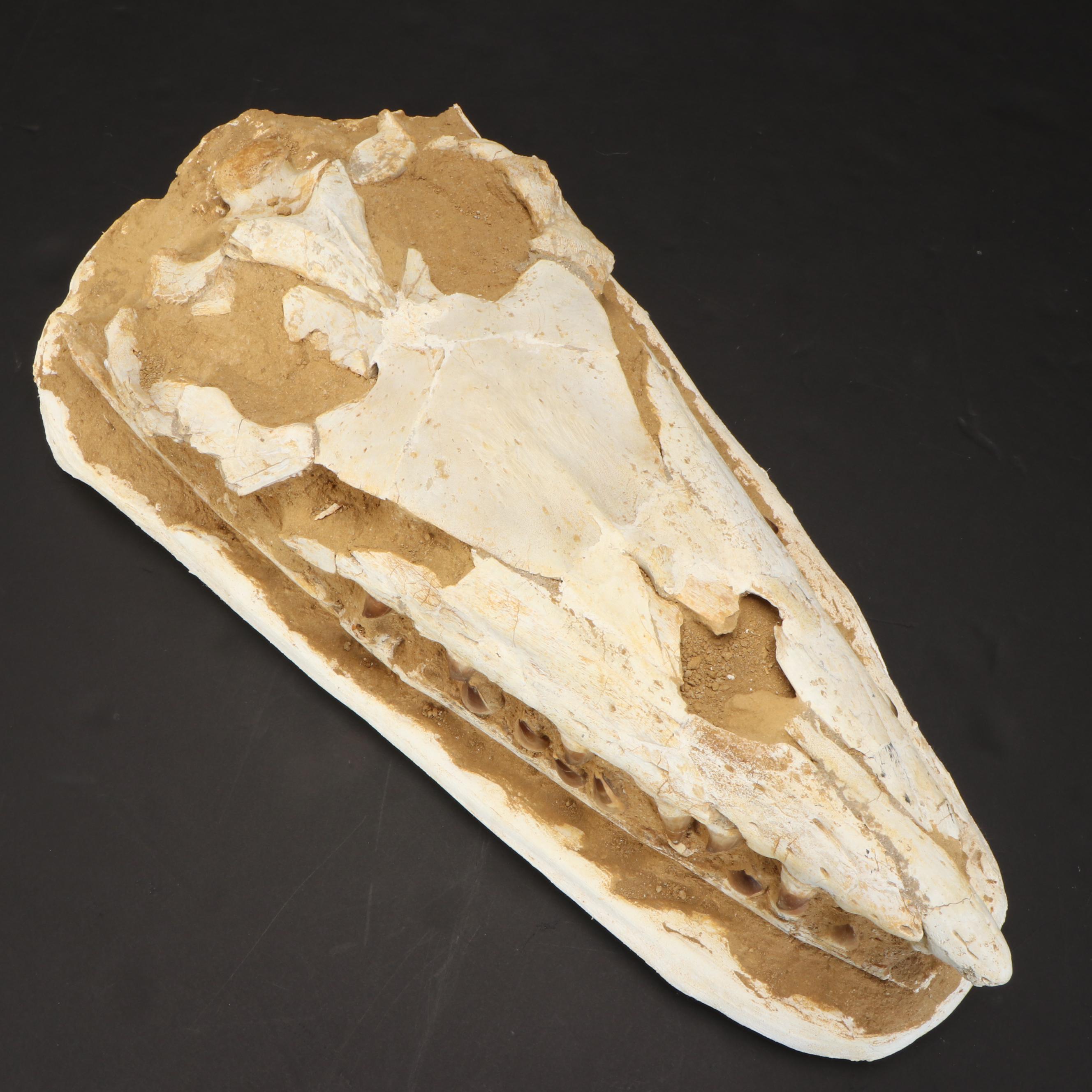 Composite and Assembled Fossil Mosasaurus Skull | EBTH