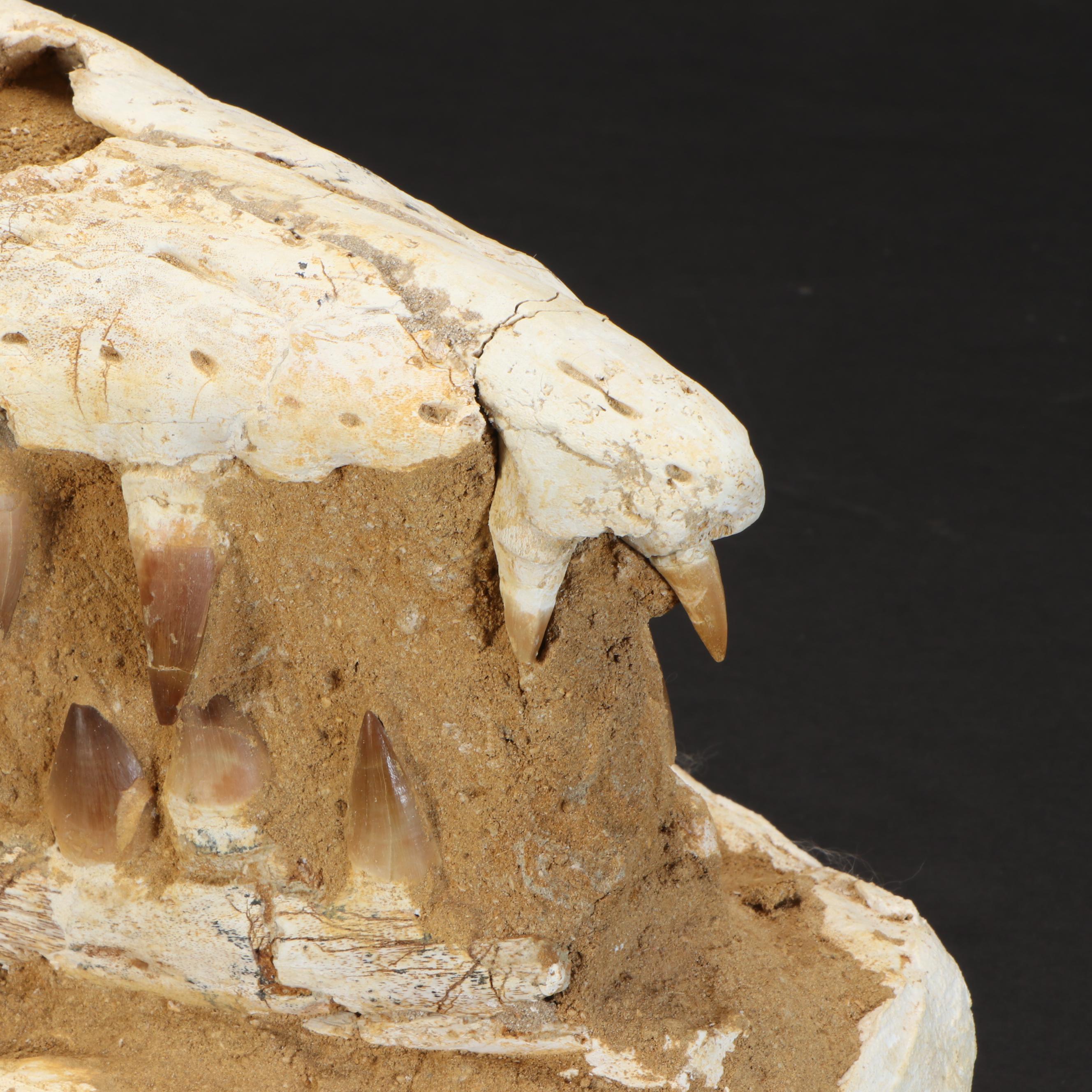 Composite and Assembled Fossil Mosasaurus Skull | EBTH