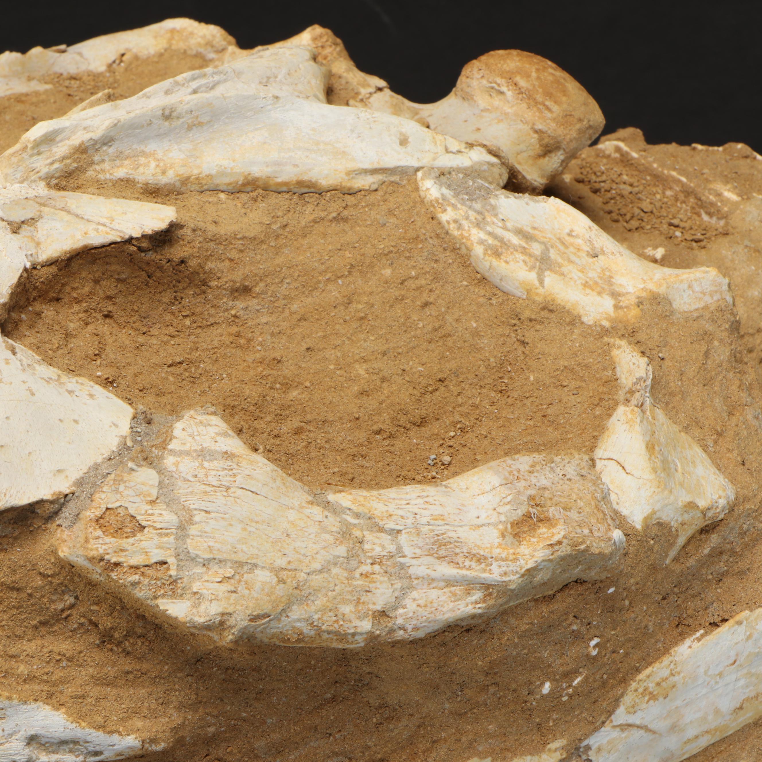 Composite and Assembled Fossil Mosasaurus Skull | EBTH