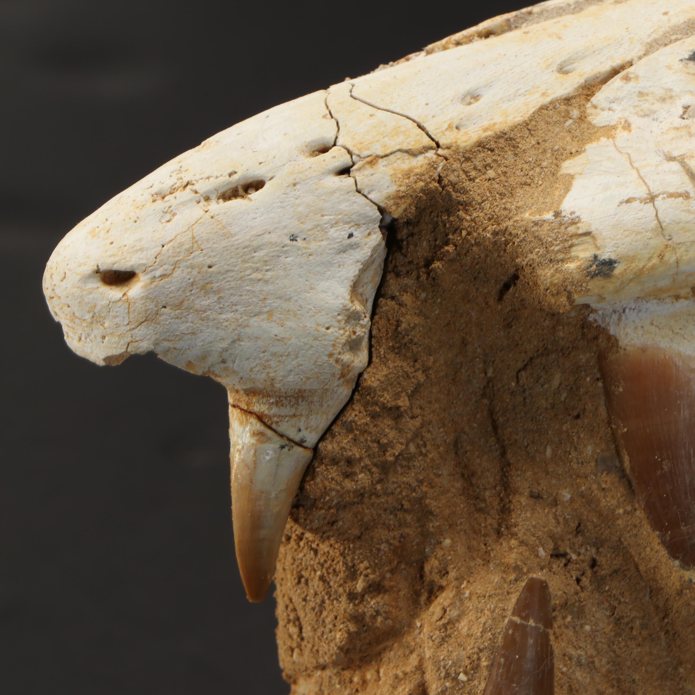 Composite and Assembled Fossil Mosasaurus Skull | EBTH