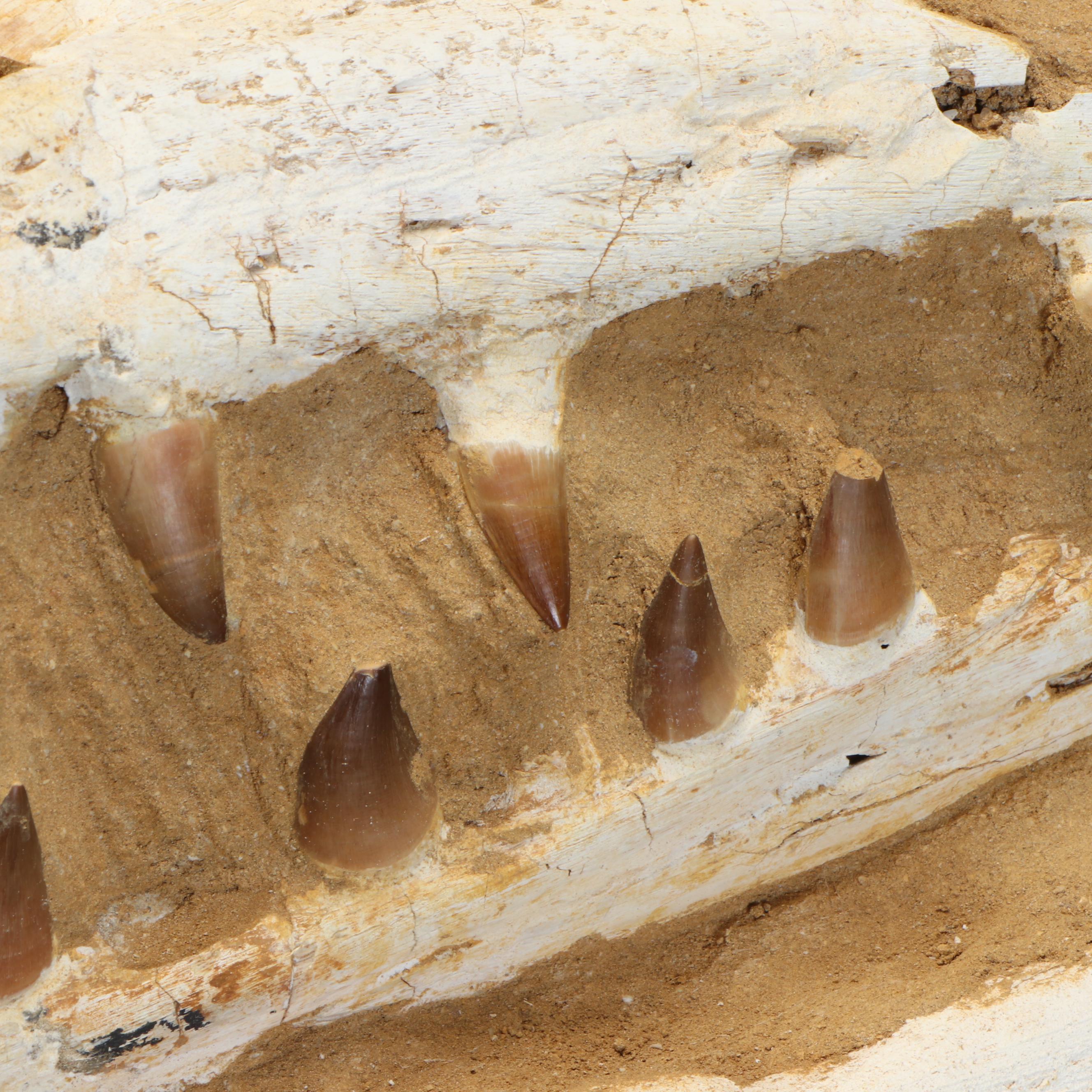 Composite and Assembled Fossil Mosasaurus Skull | EBTH