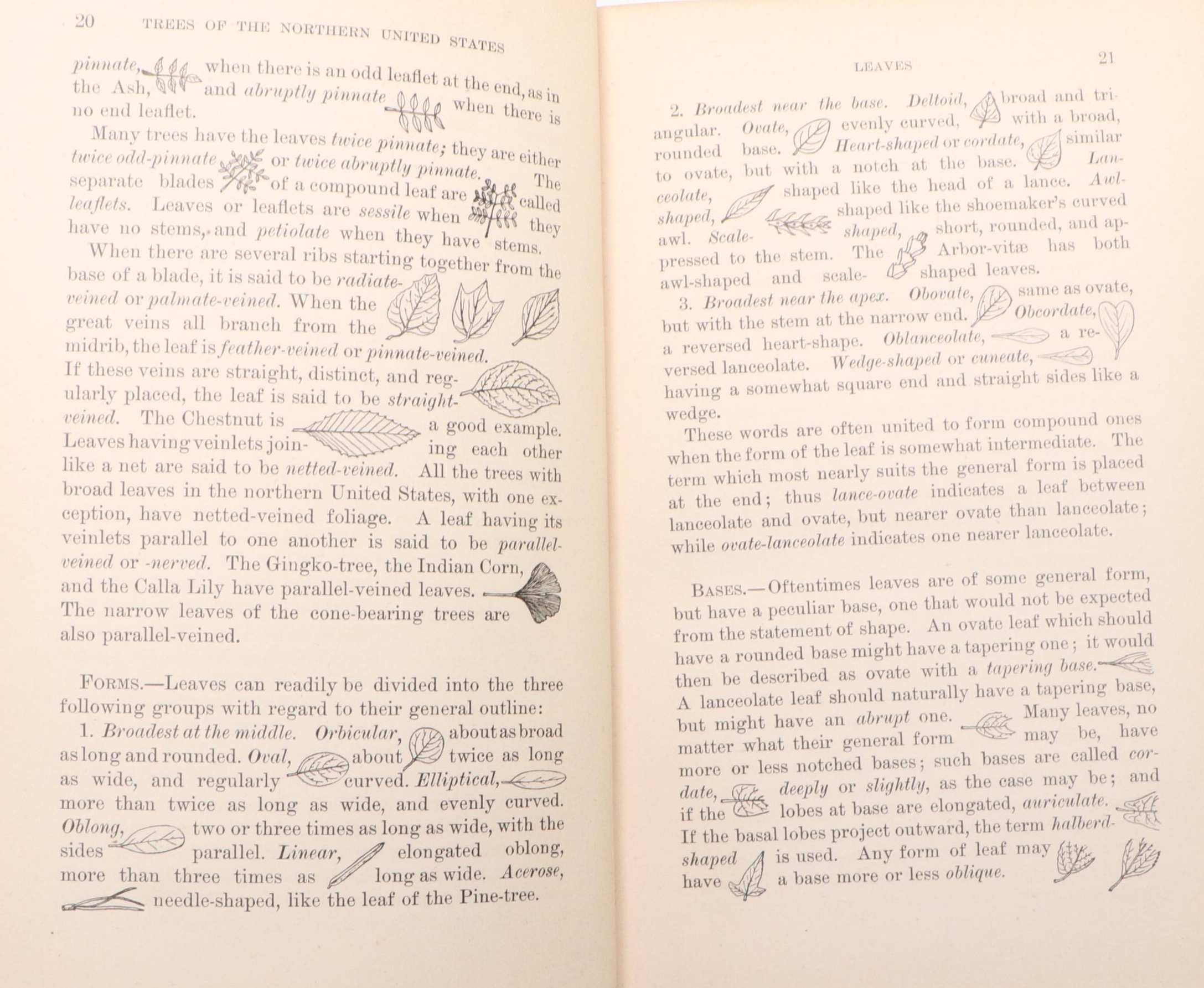 Illustrated "Trees of the Northern United States" by Austin C. Apgar ...