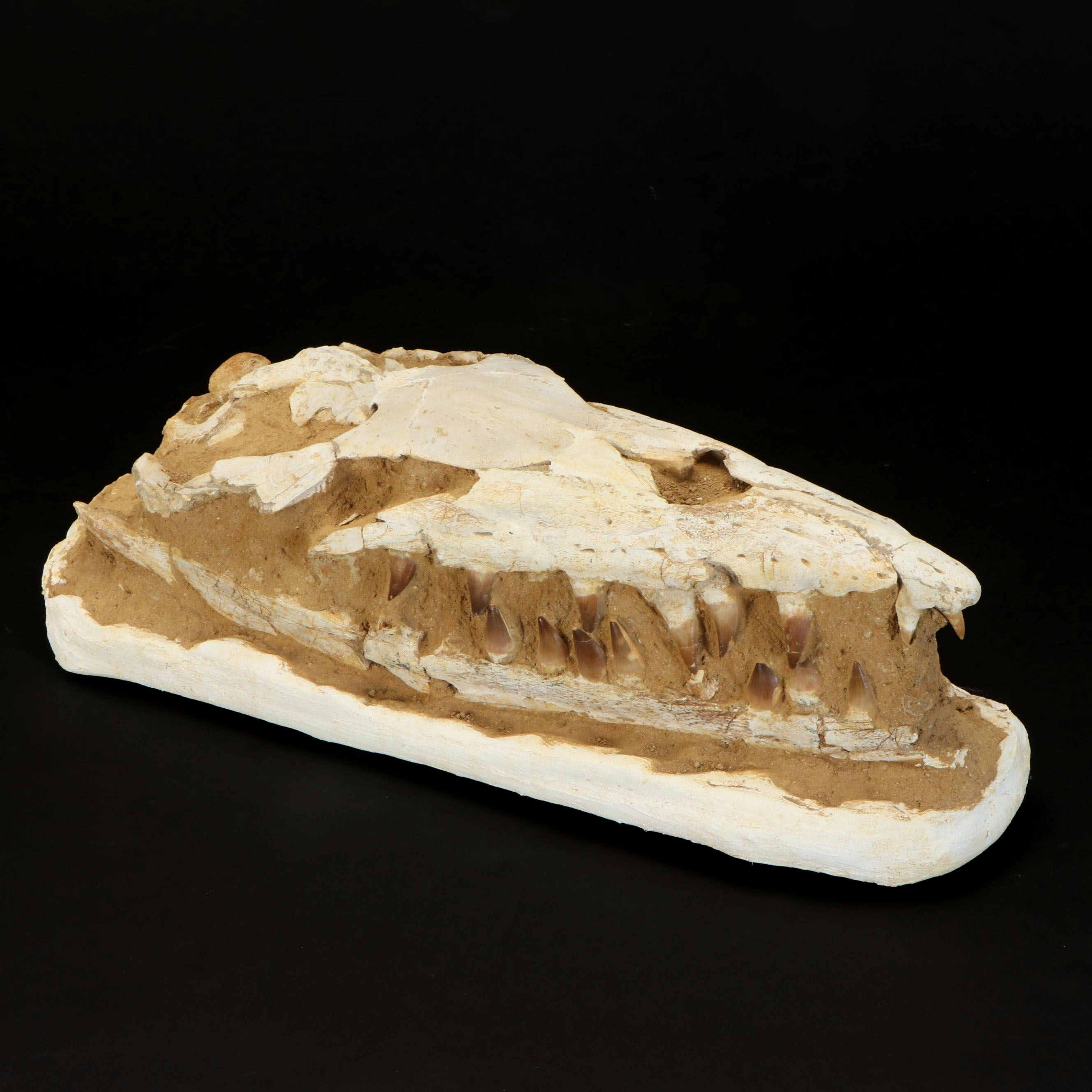 Composite and Assembled Fossil Mosasaurus Skull | EBTH