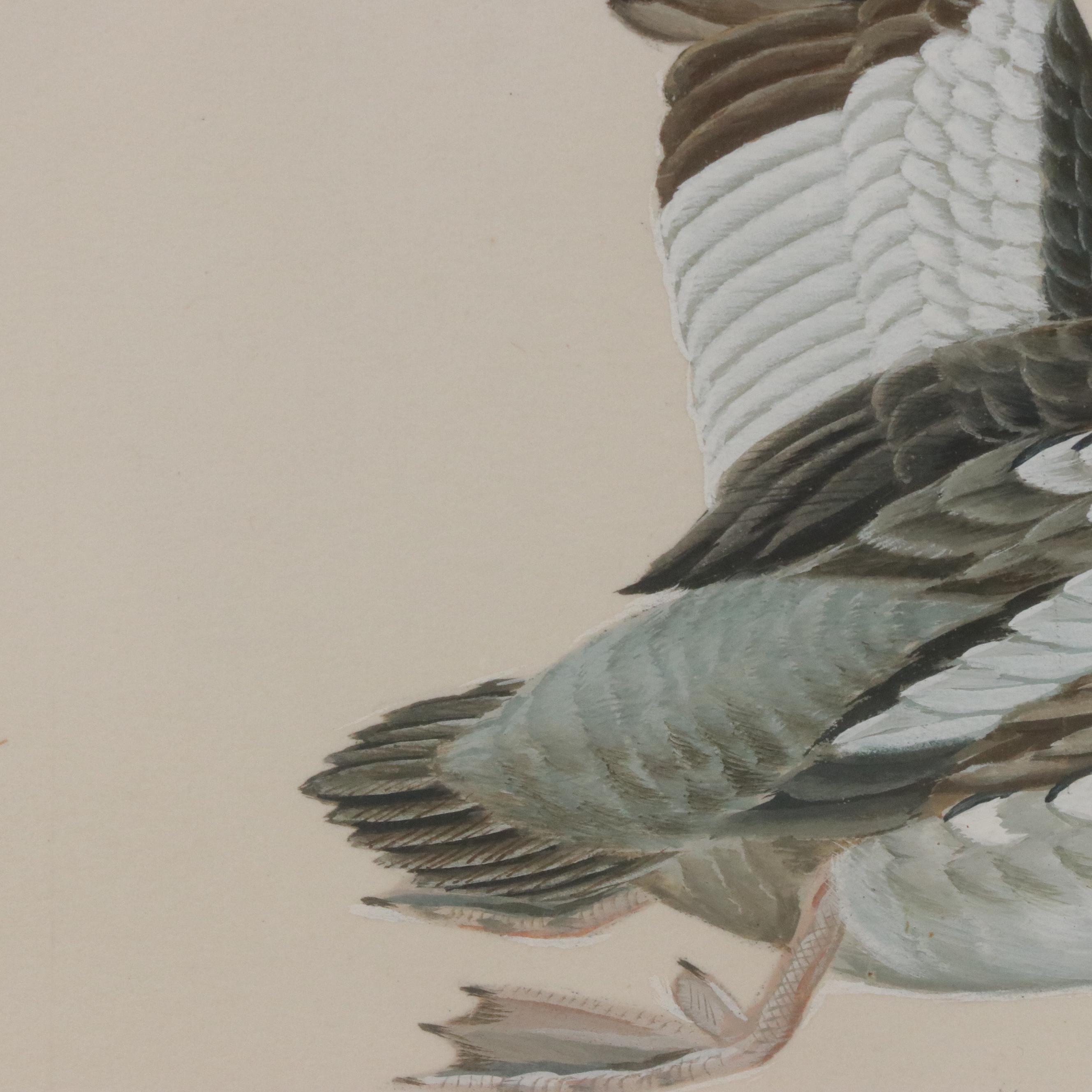 John Ruthven Original Gouache Painting of Duck "Bufflehead," Circa 1963 ...