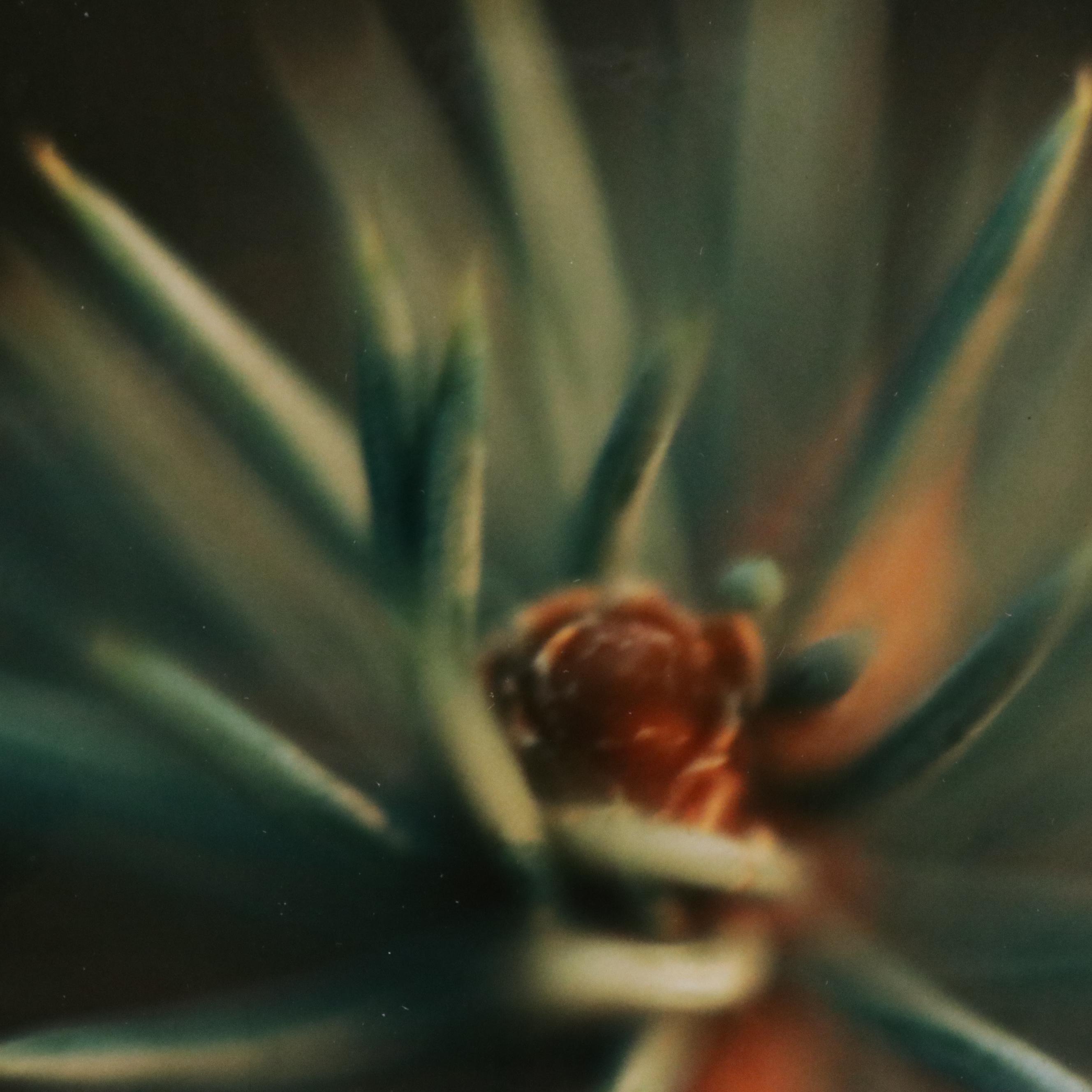 Set of Warren Kahle Chromogenic Color Prints, Including "Captiva ...