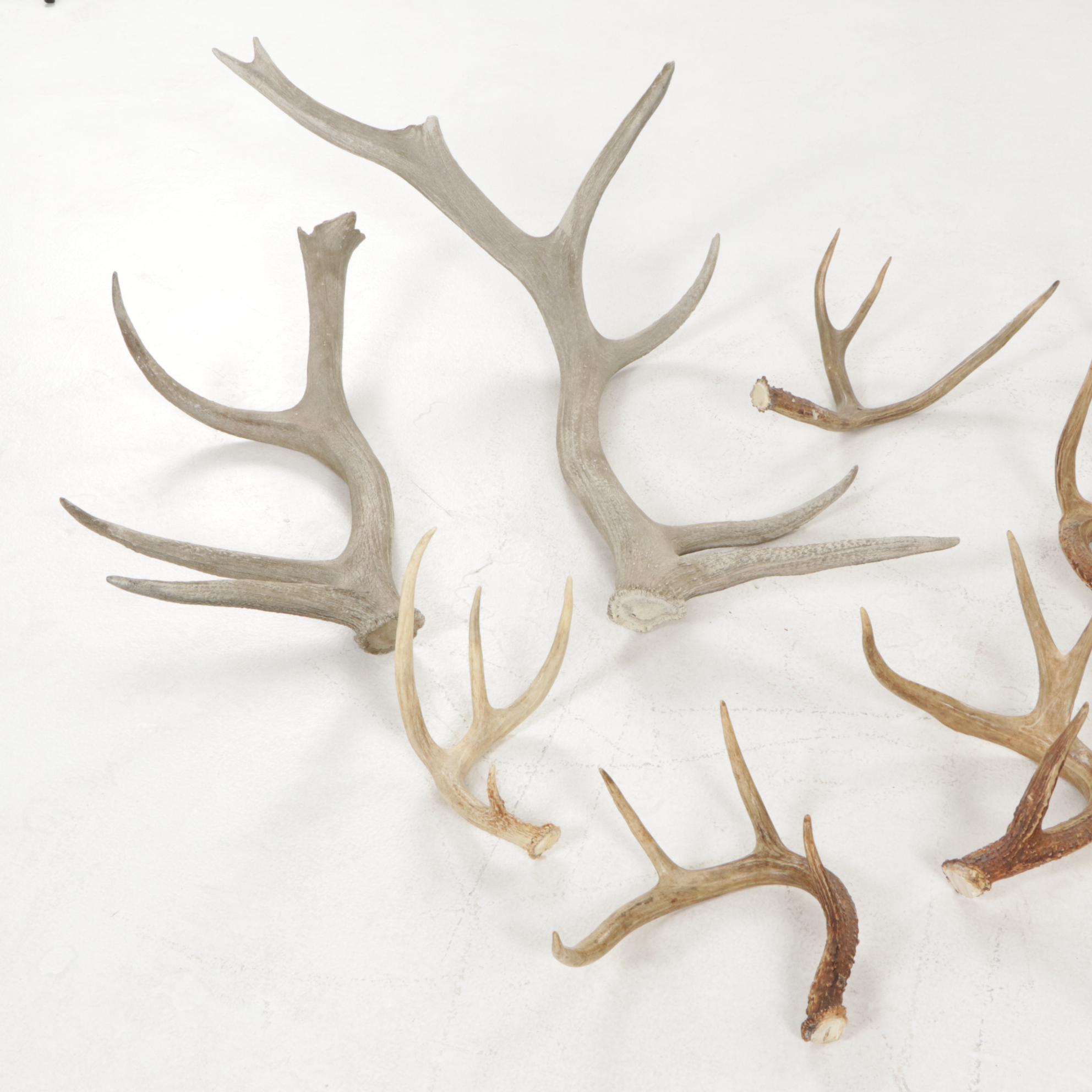 Elk and White-Tailed Deer Taxidermy Antlers Collection with Shed ...