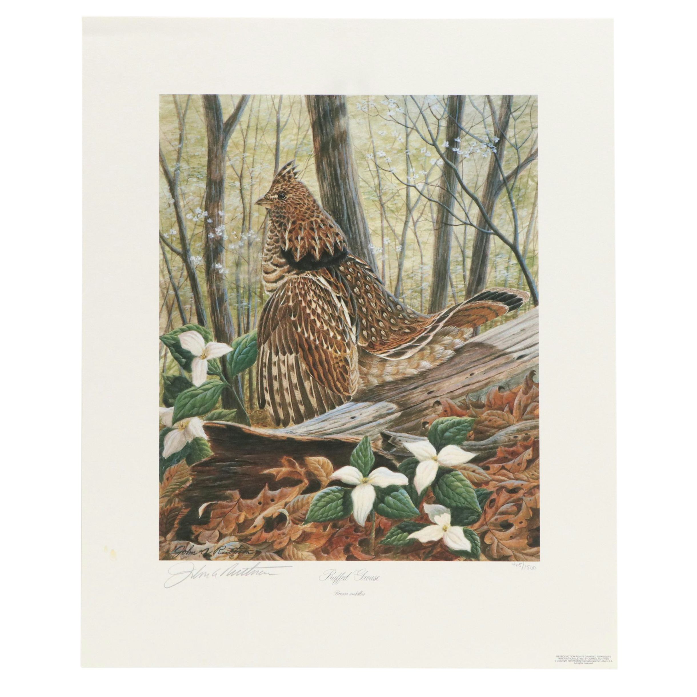 John Ruthven Offset Lithograph "Ruffed Grouse," 1994 | EBTH