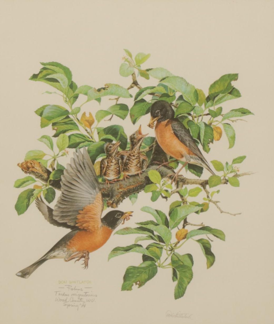Don Whitlatch "Robins, Turdus Migratorius" Offset Lithograph, 1974 | EBTH