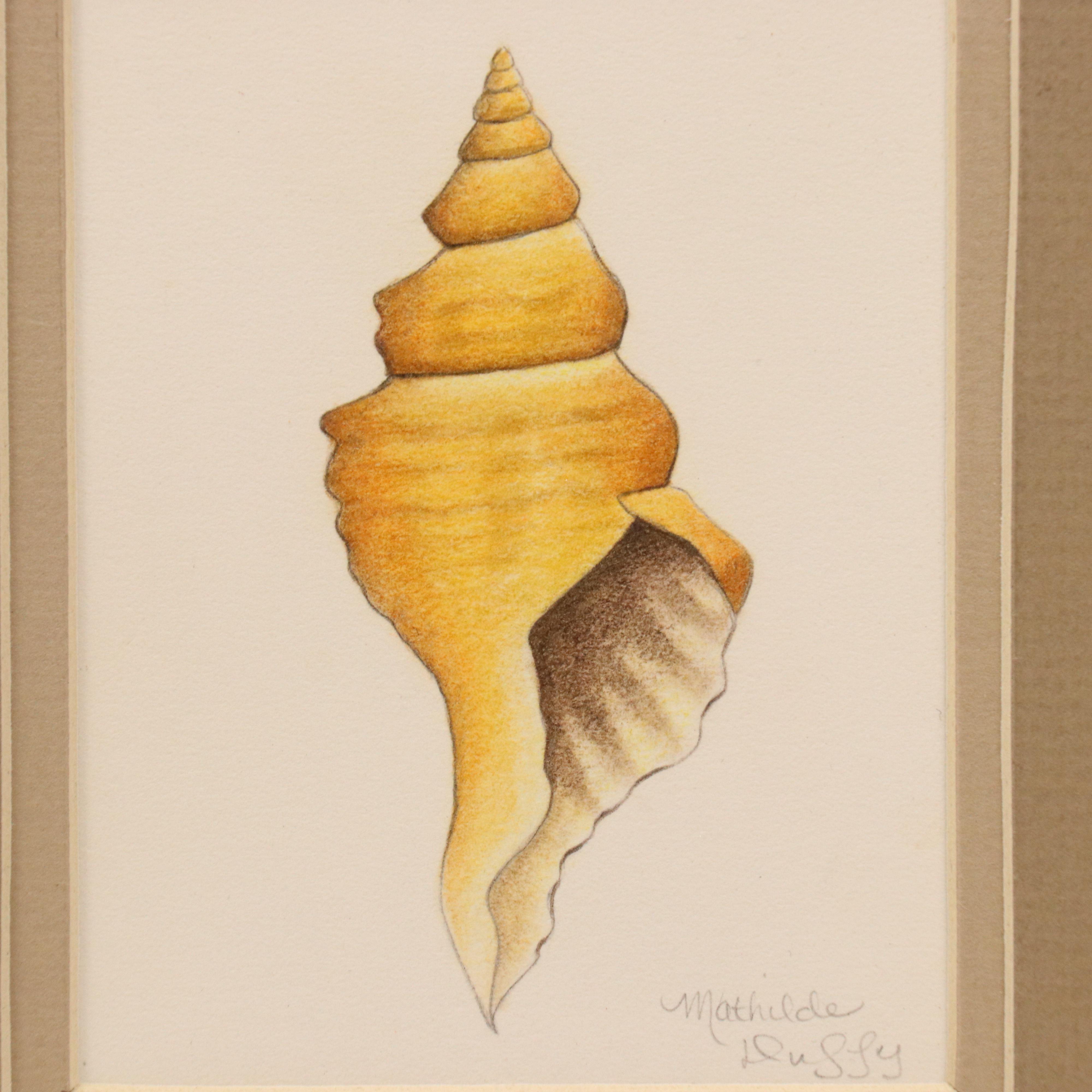 Mathilde Duffy Colored Pencil Drawings "Florida Horse Conch" and More ...