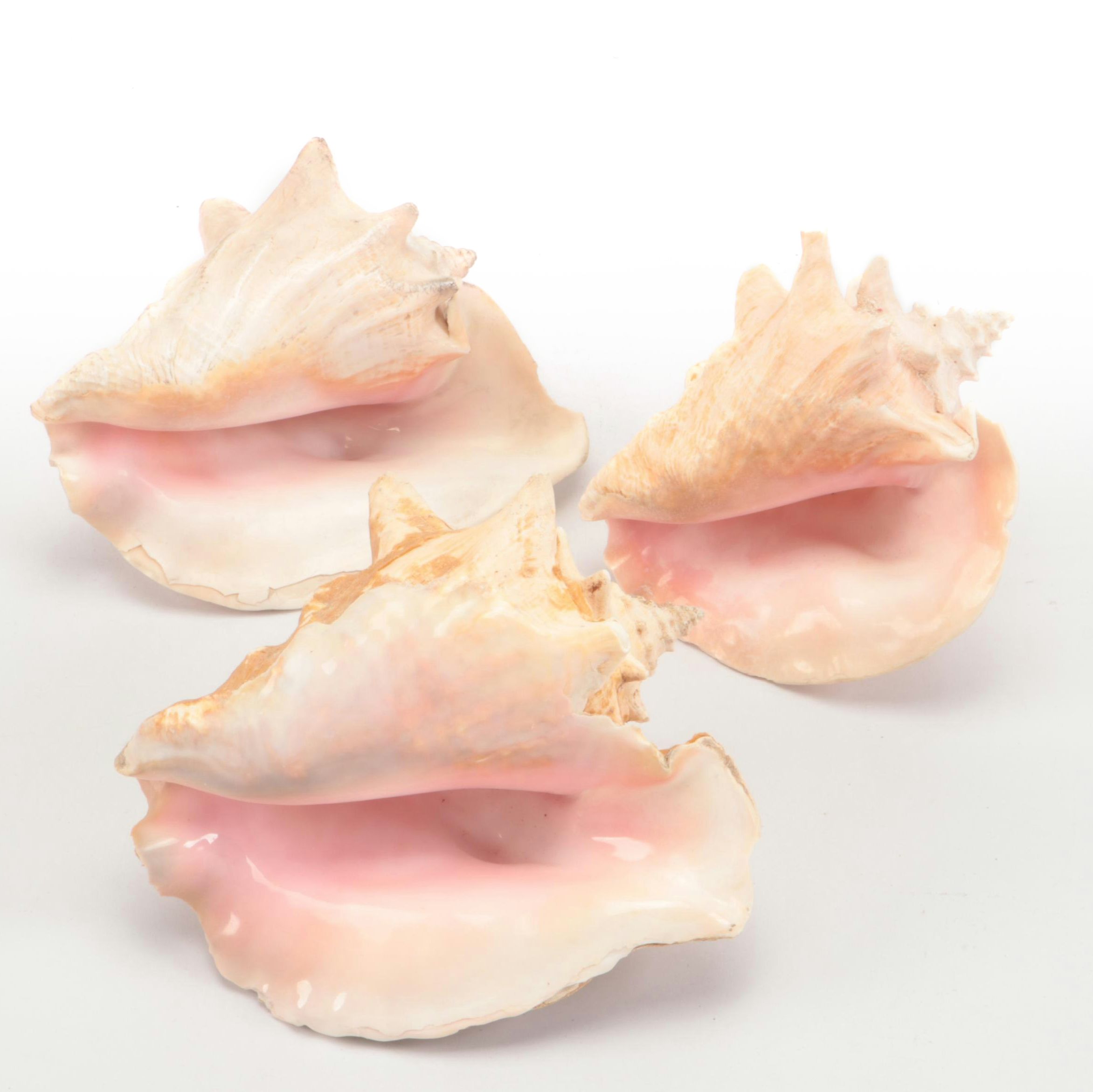 Queen Conch Shell Specimens | EBTH
