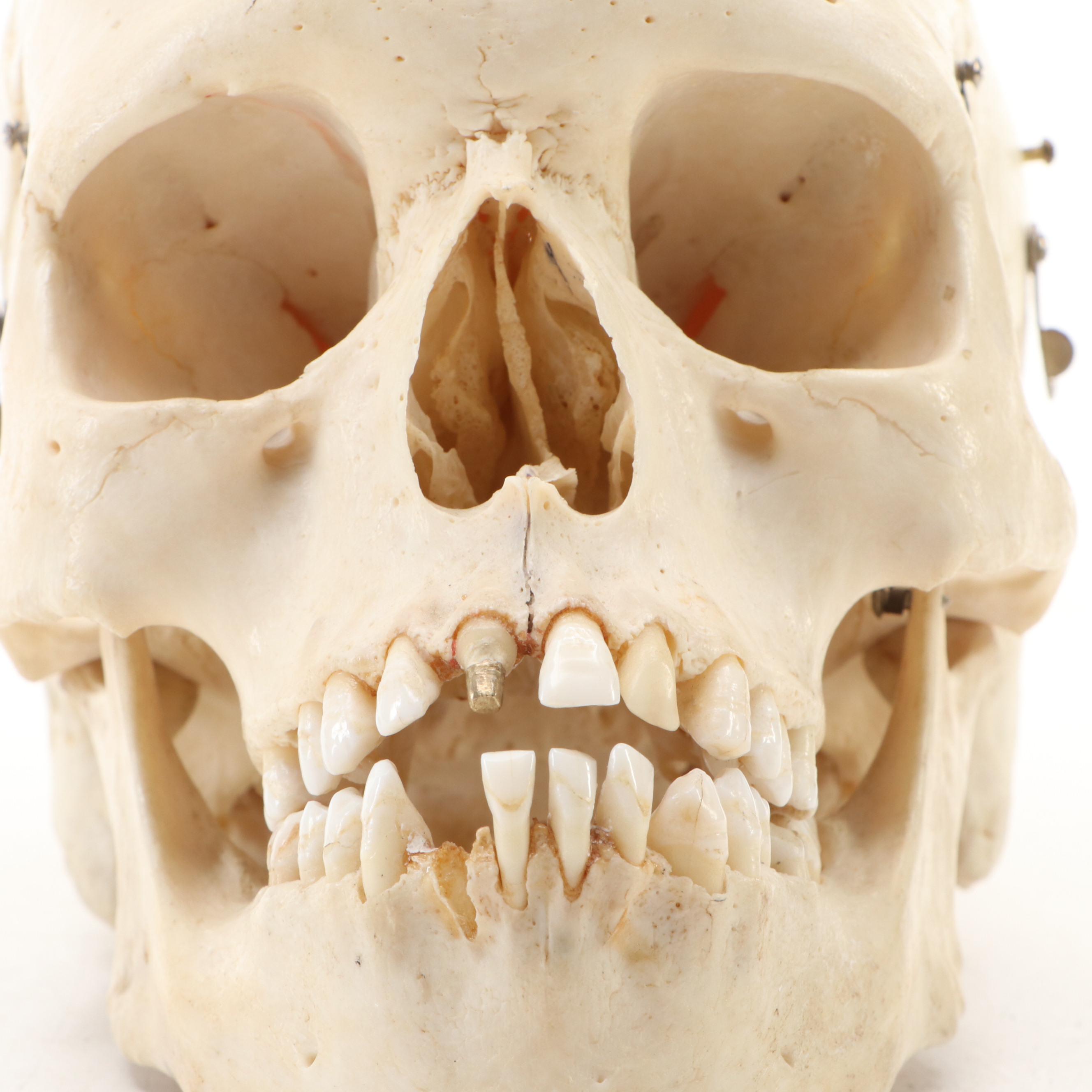Human Skull Anatomy Model | EBTH