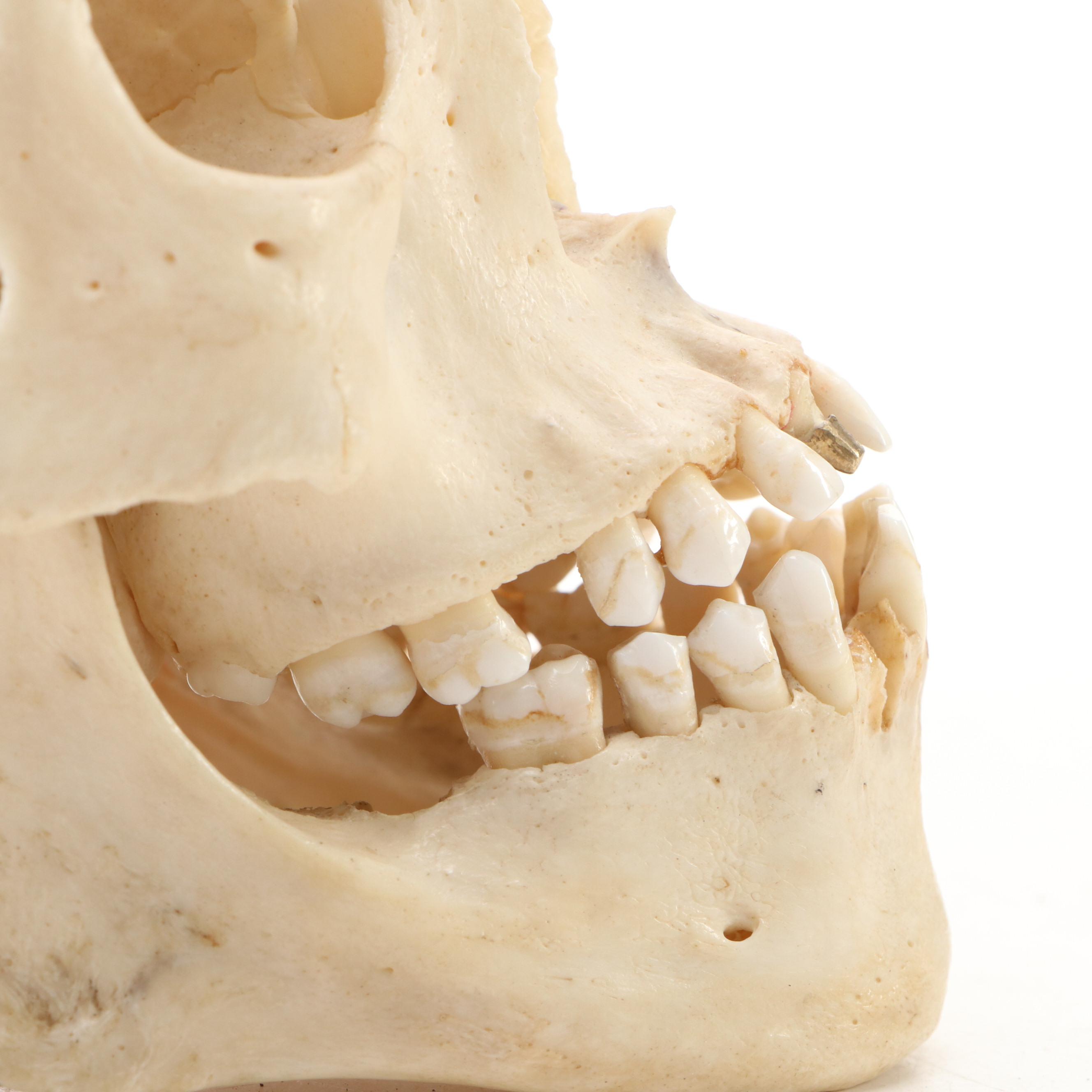 Human Skull Anatomy Model | EBTH