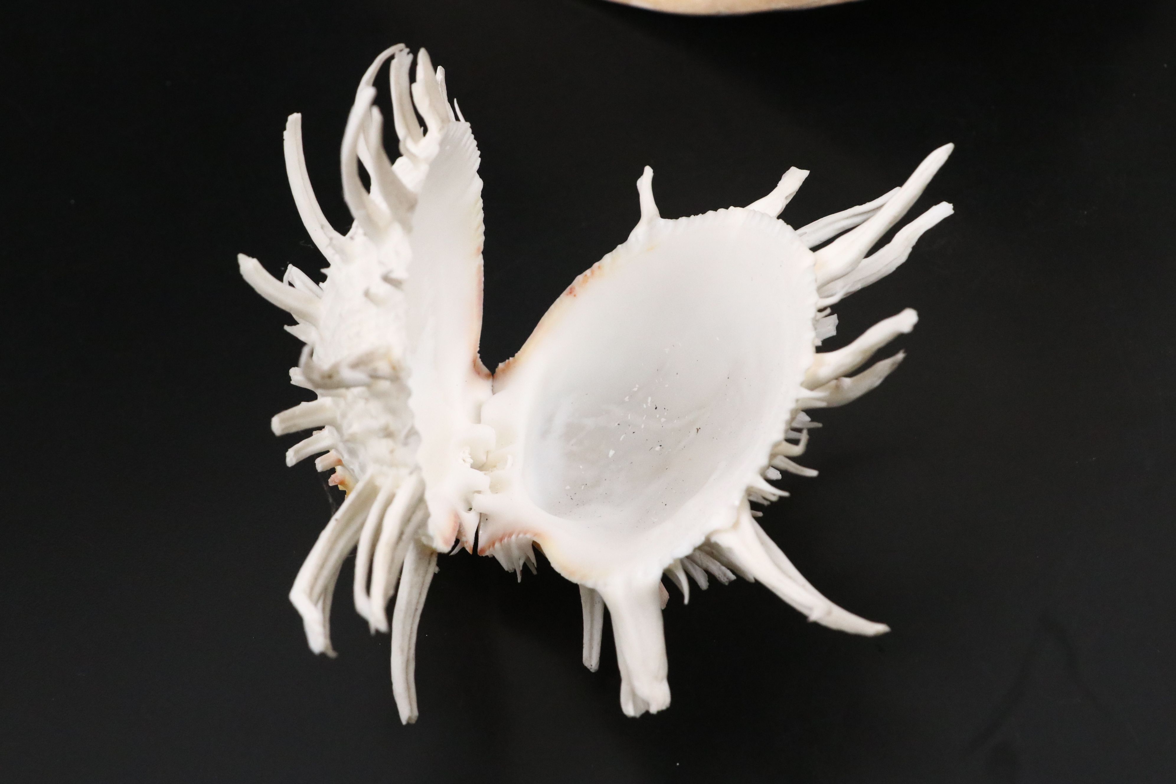 Queen Helmet Conch, Janthina, Winged Argonaut and More Shell Specimens ...