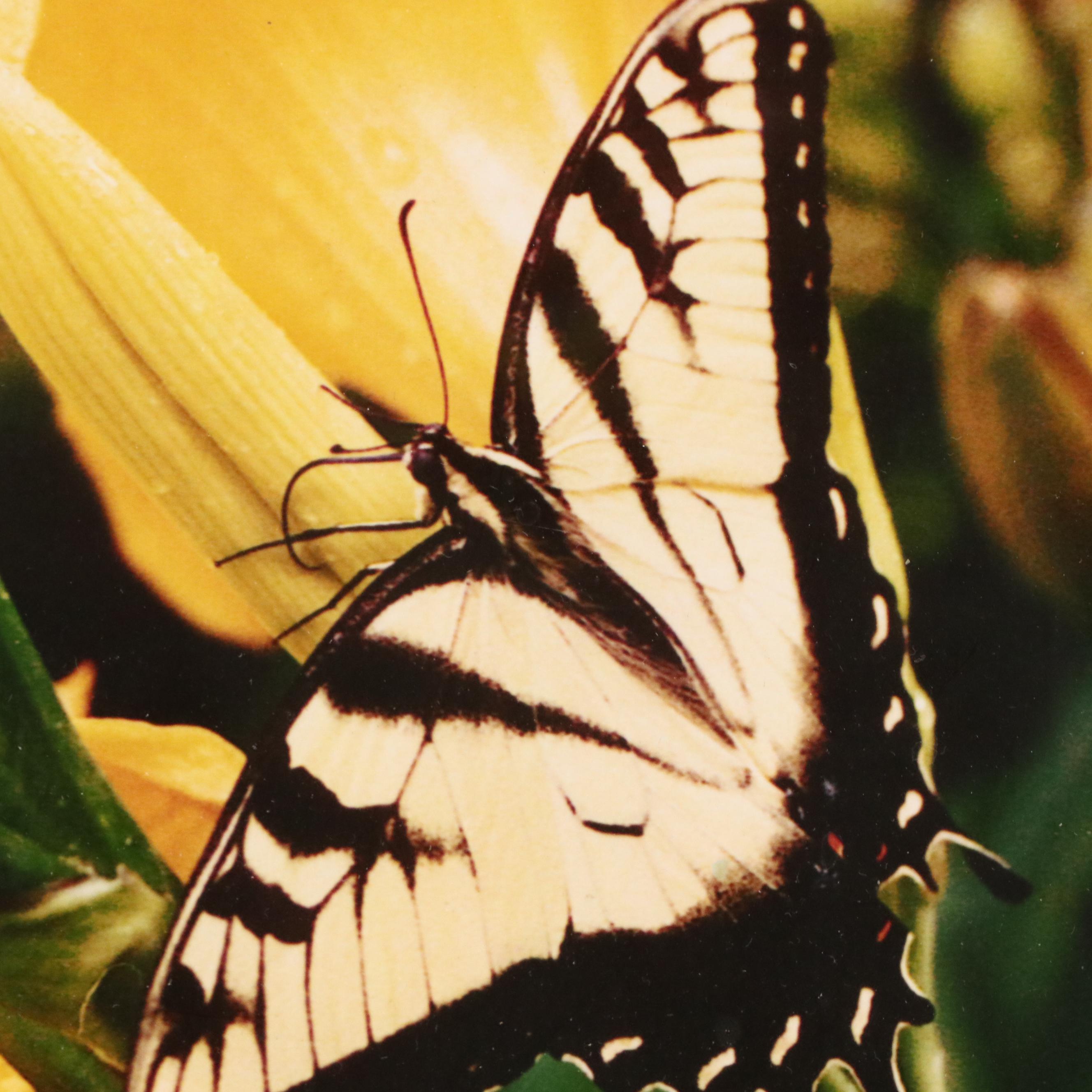 Robert Beaven Wooden Frames with Digital Prints of Butterflies | EBTH