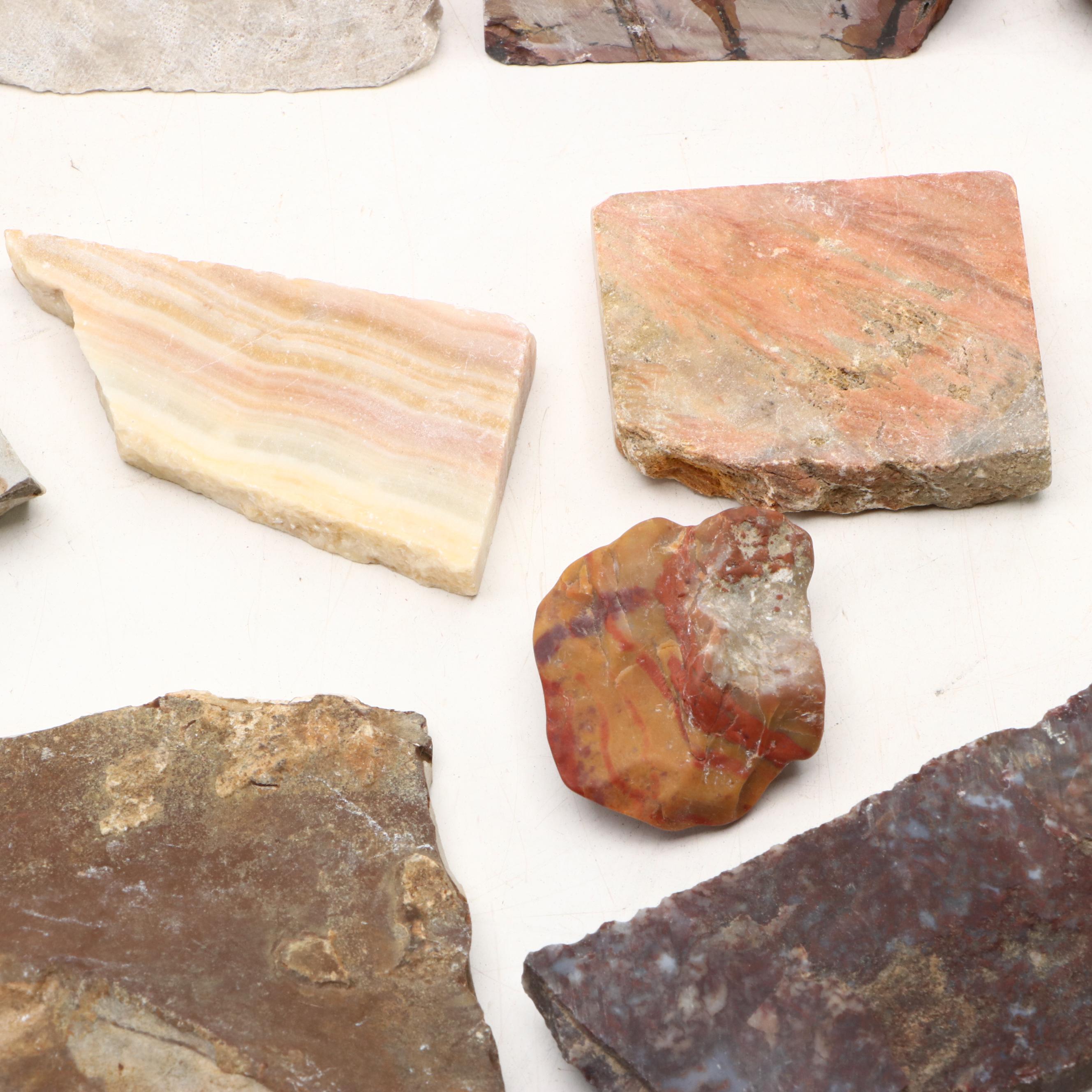 Polished Jasper and Marble Specimens with Fossilized Coral | EBTH