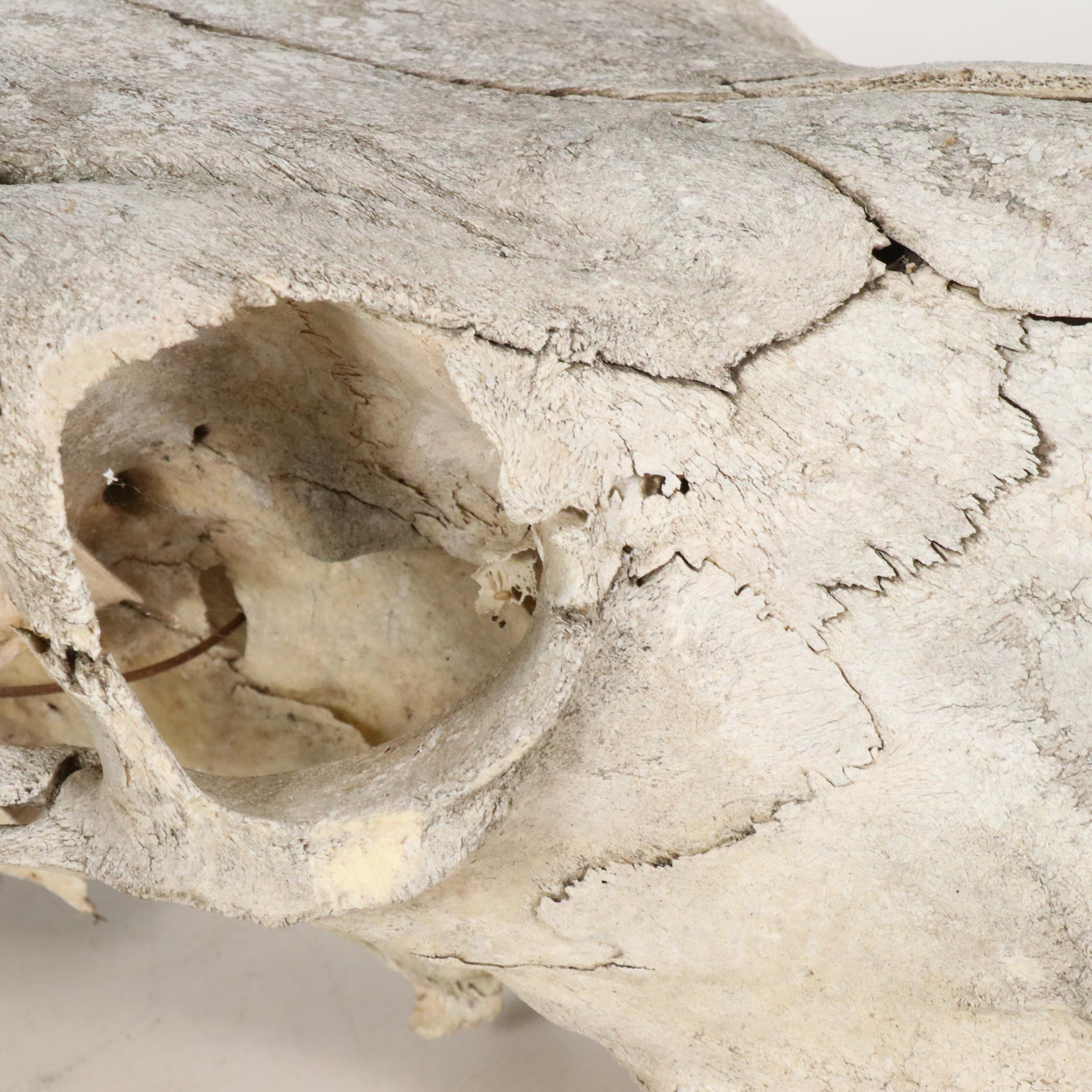 Texas Longhorn Skull | EBTH