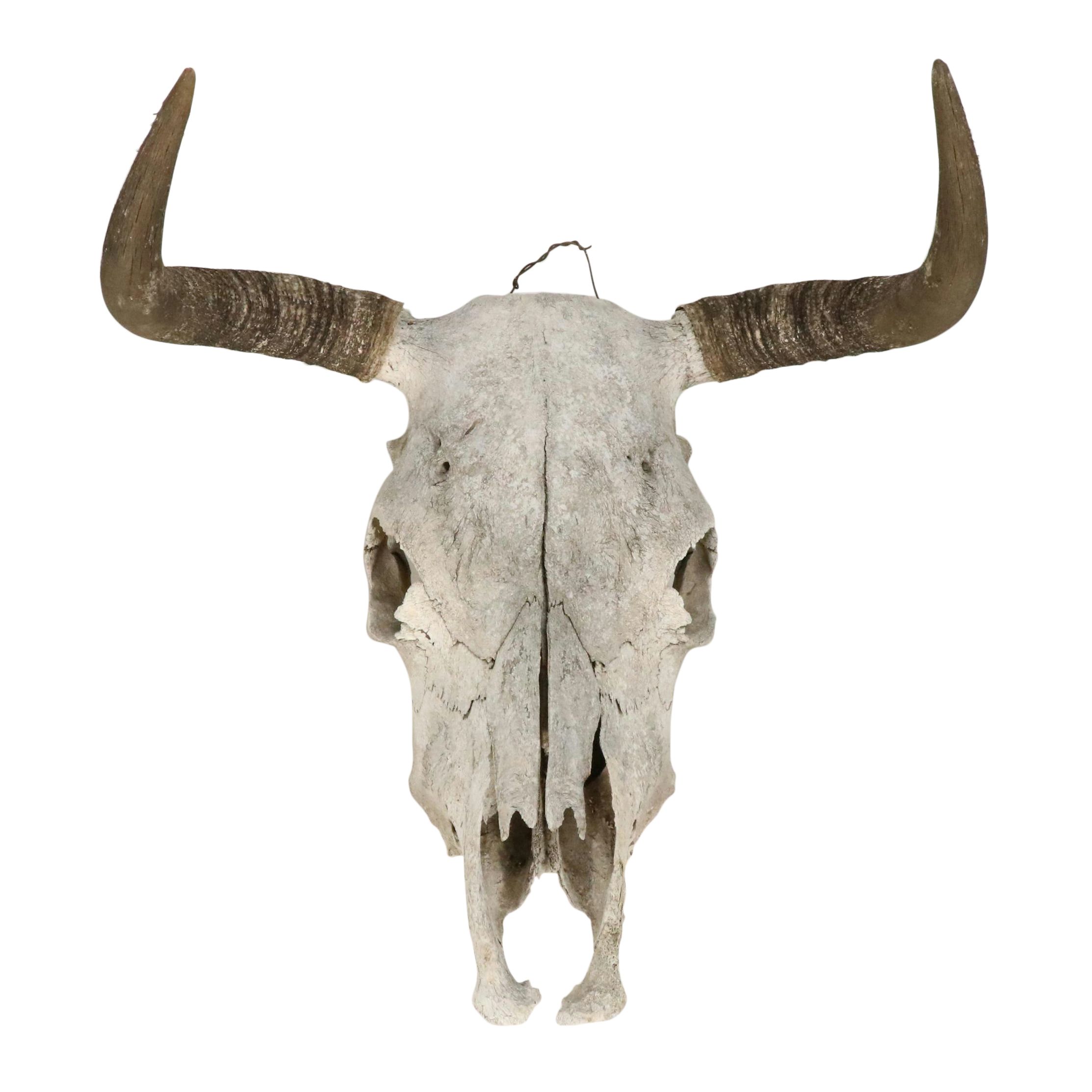 Texas Longhorn Skull | EBTH
