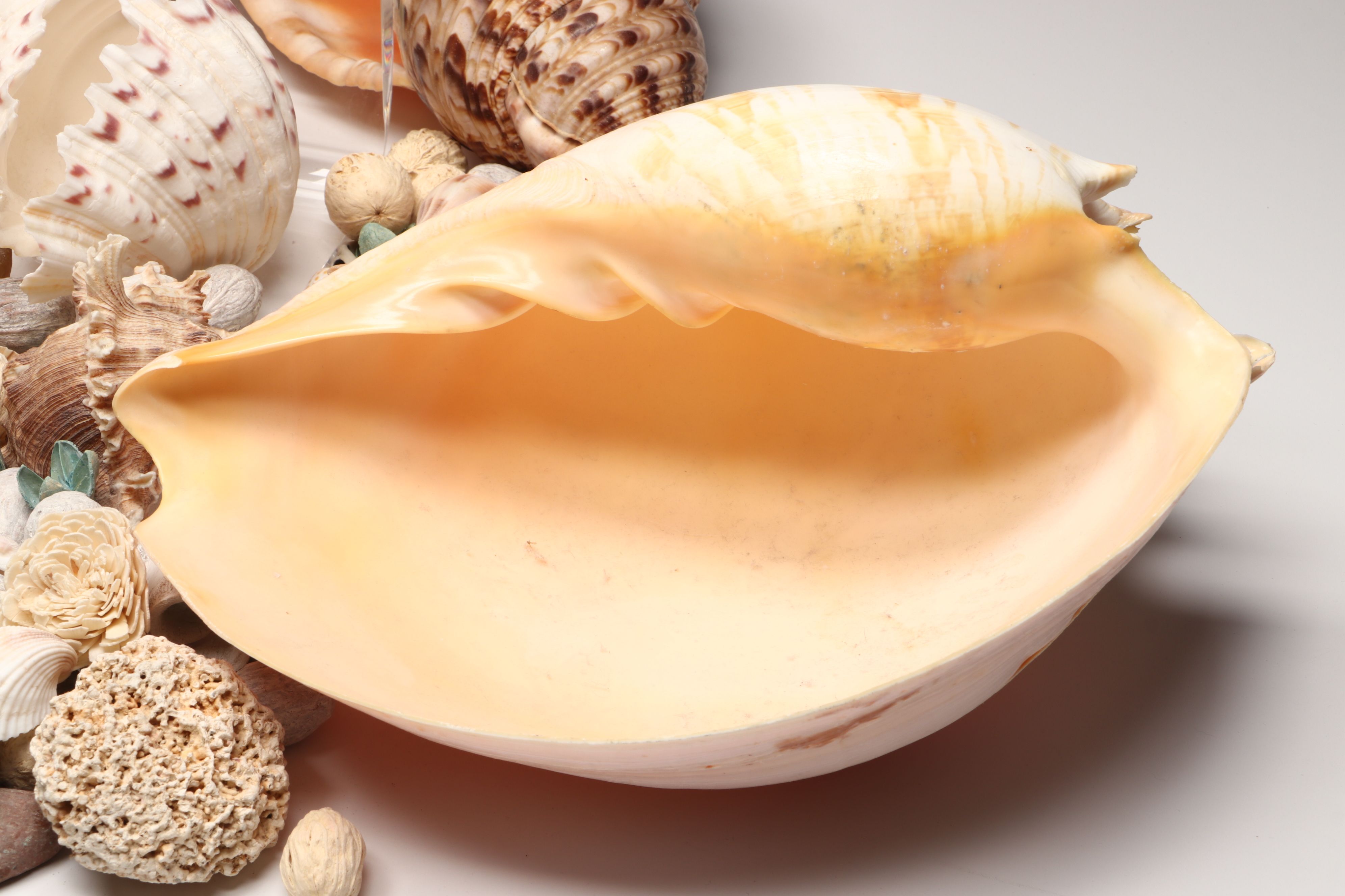 Triton Shell, Abalone and Queen Conch with More Natural Seashell ...