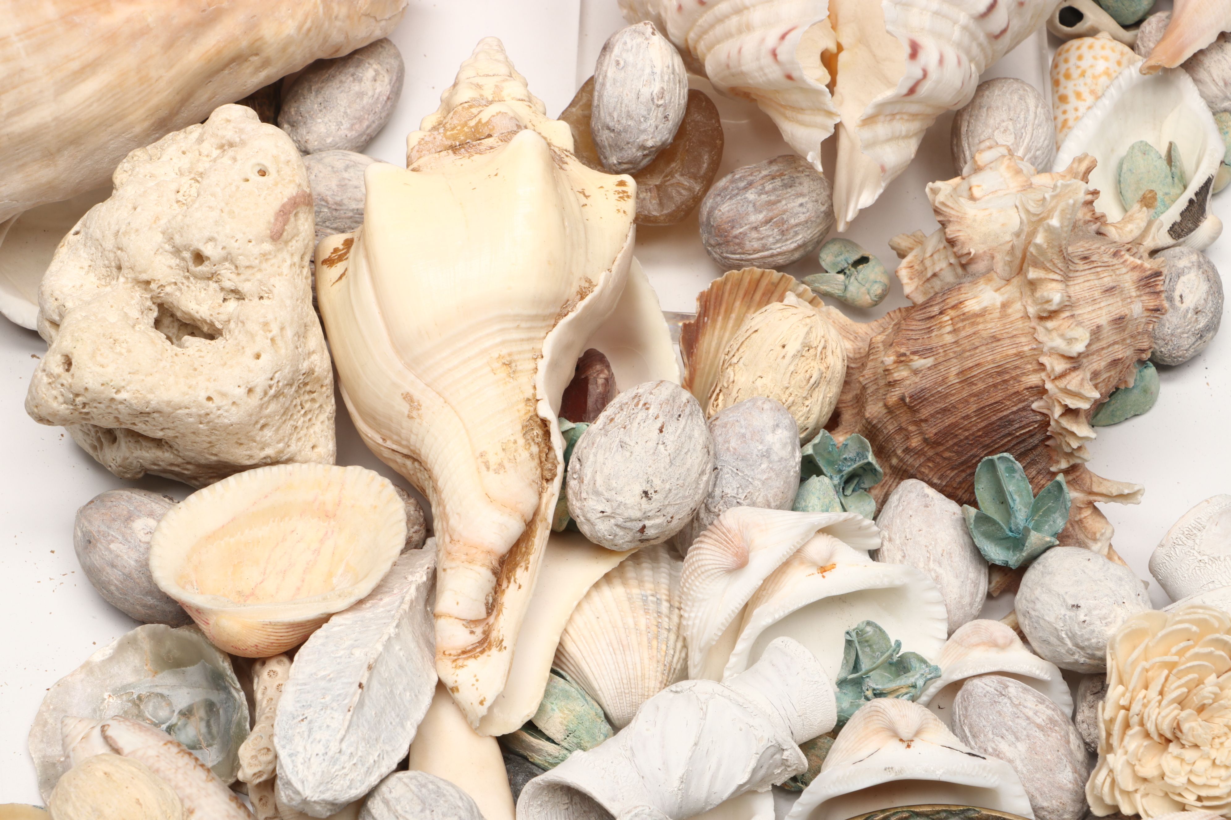 Triton Shell, Abalone and Queen Conch with More Natural Seashell ...