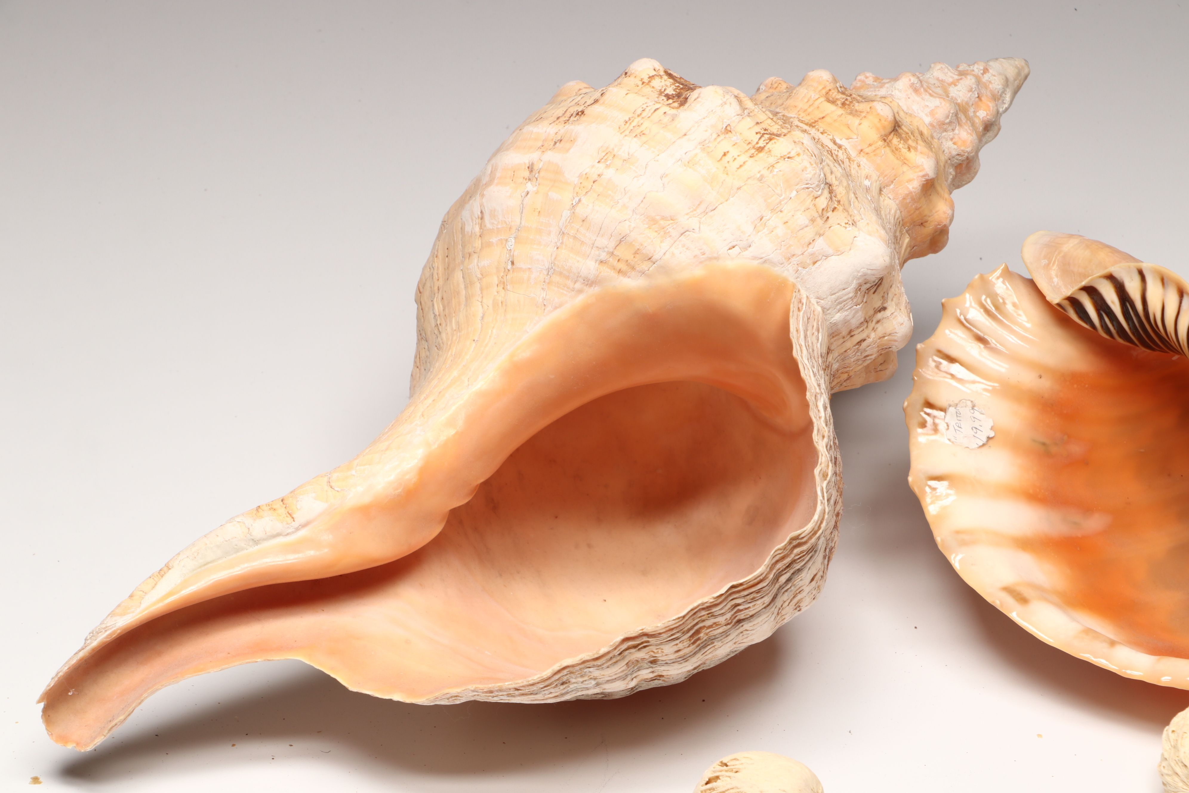 Triton Shell, Abalone and Queen Conch with More Natural Seashell ...