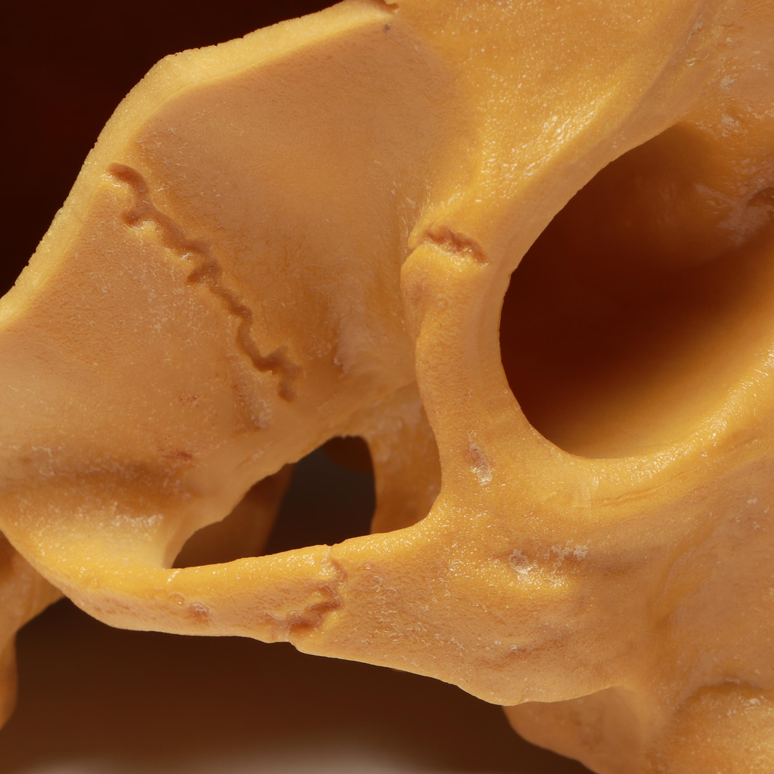 Sawbones Human Skull Model | EBTH