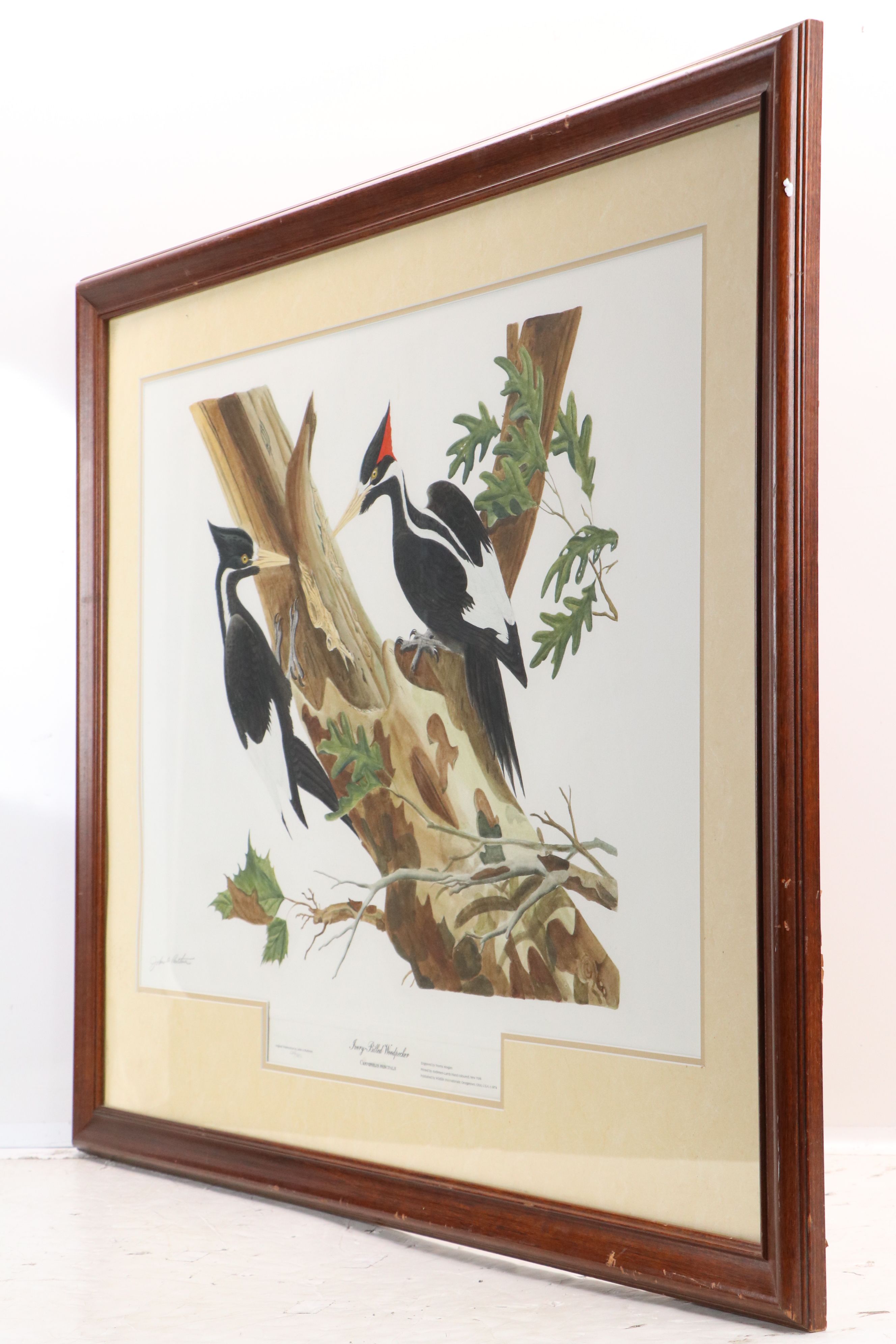 John A. Ruthven Hand-Colored Engraving "Ivory-Billed Woodpecker" | EBTH