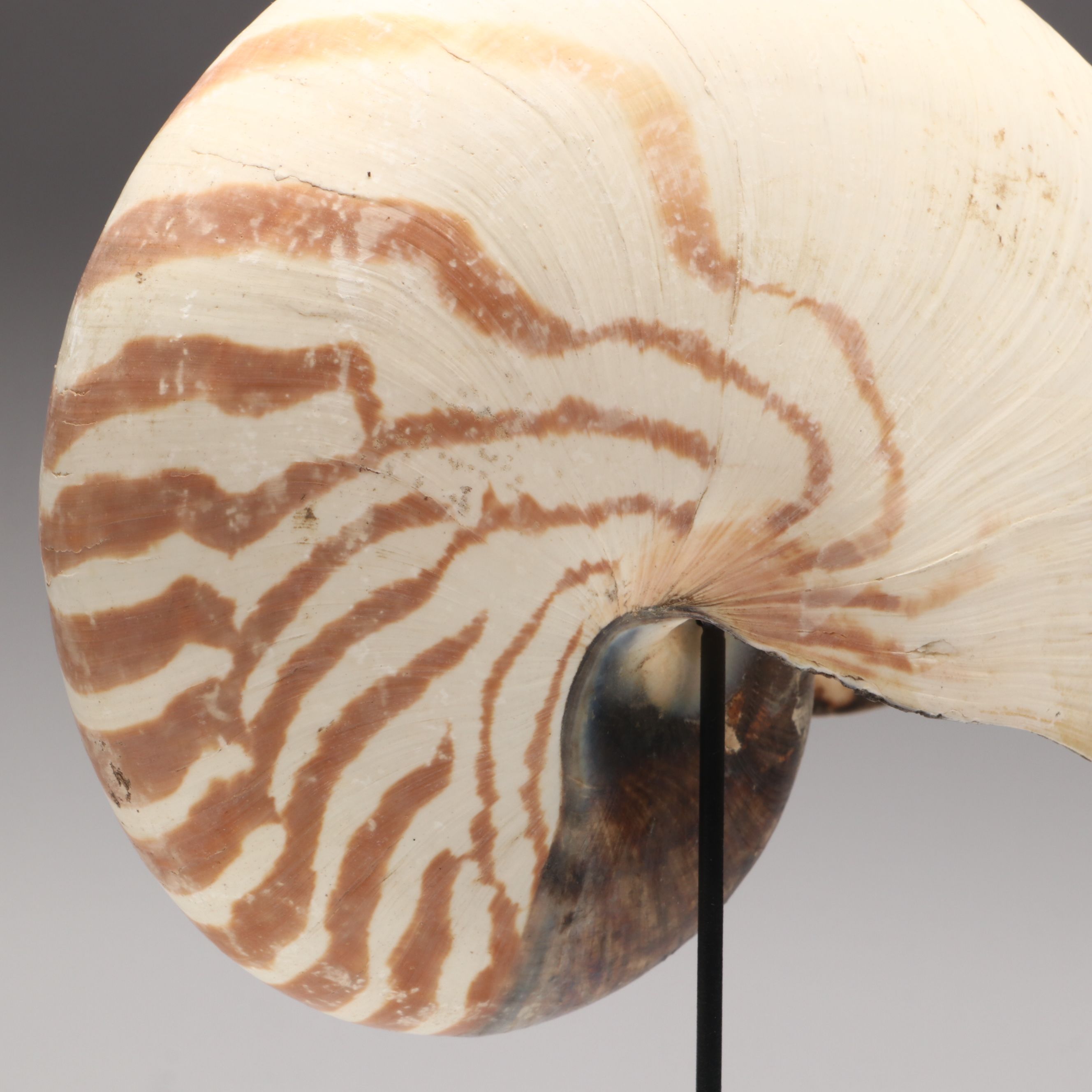 Chambered Nautilus Shell Specimen on Custom Stand | EBTH