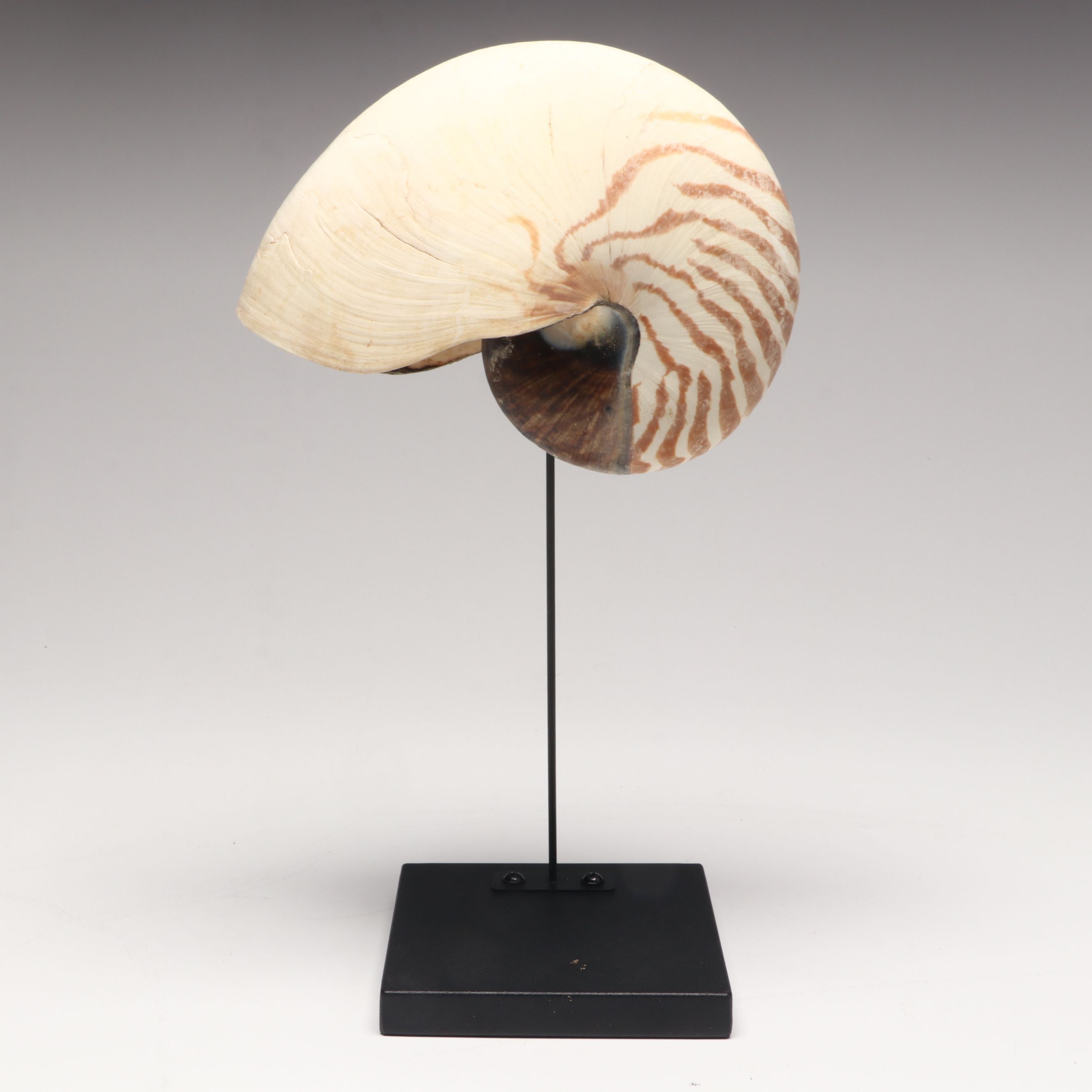 Chambered Nautilus Shell Specimen on Custom Stand | EBTH