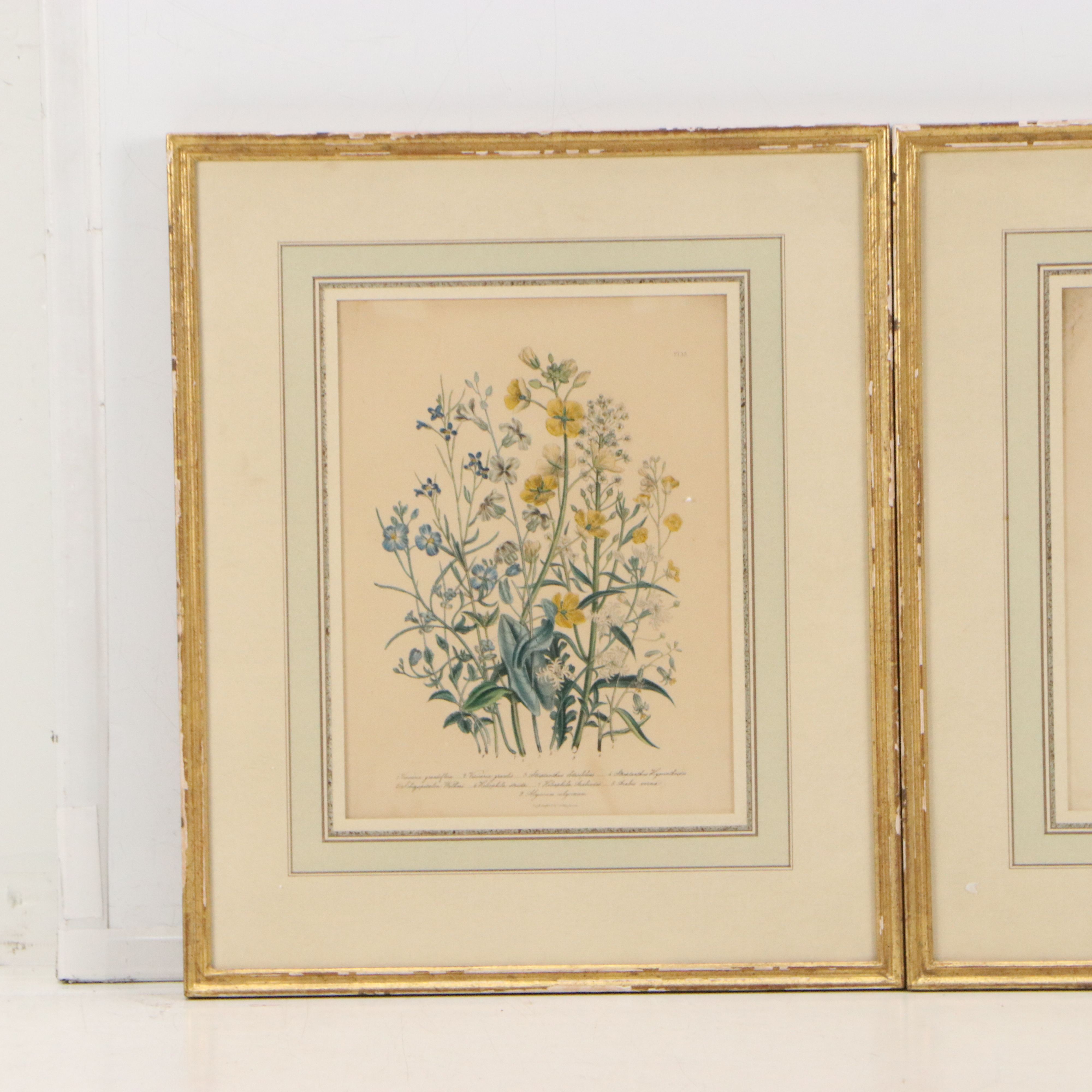Day & Haghe Hand-Colored Botanical Lithographs, 1840s | EBTH